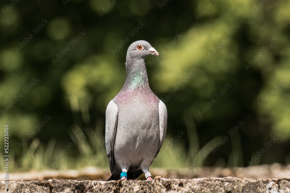 The farm sports pigeon is resting on the wall. A pigeon with rings on ...