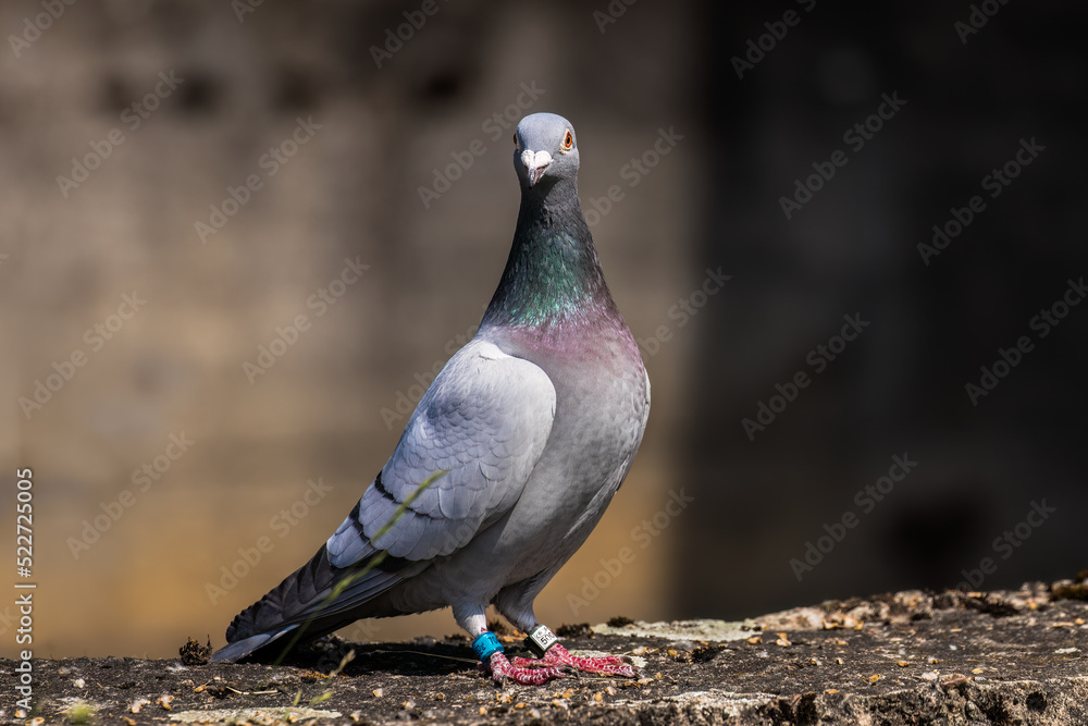 The farm sports pigeon is resting on the wall. A pigeon with rings on ...