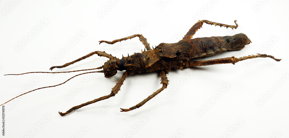 Spiny stick insect with spikes isolated on white. Haaniella echinata ...