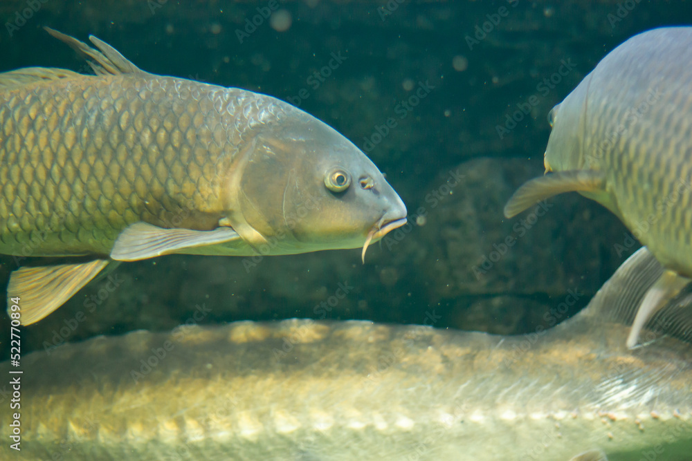 Eurasian carp (Cyprinus carpio) swimming underwater in an aquarium ...