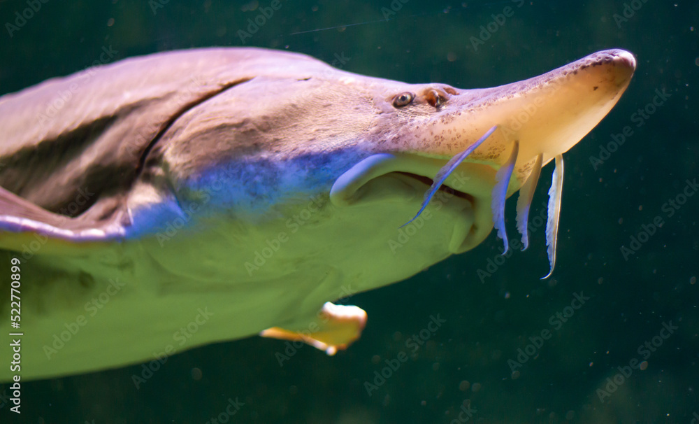 Foto de Beluga (sturgeon) swimming underwater in an aquarium do Stock ...