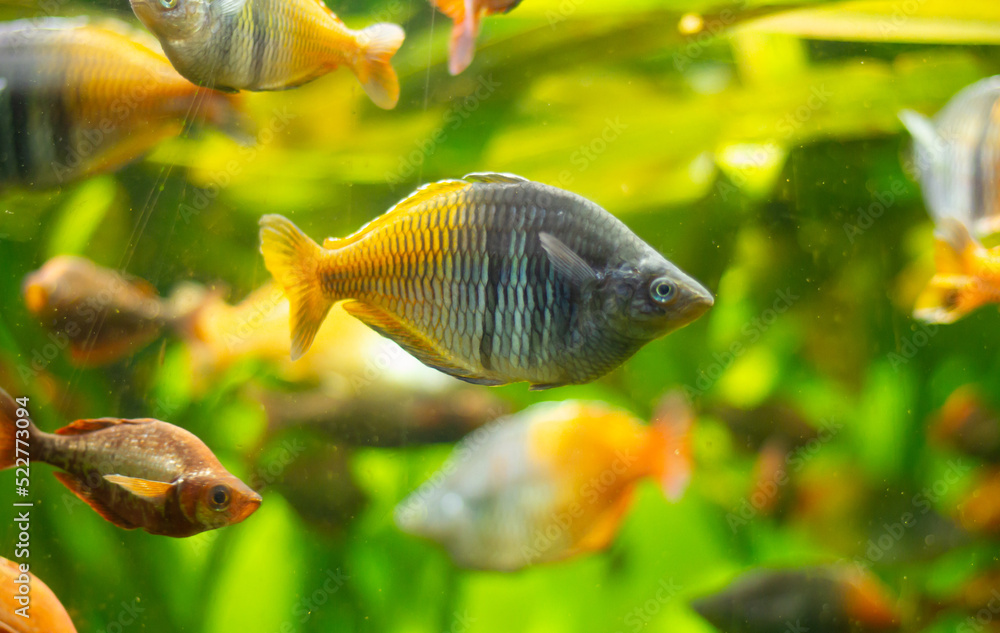 Boeseman's rainbowfish (Melanotaenia boesemani) swimming underwater in ...