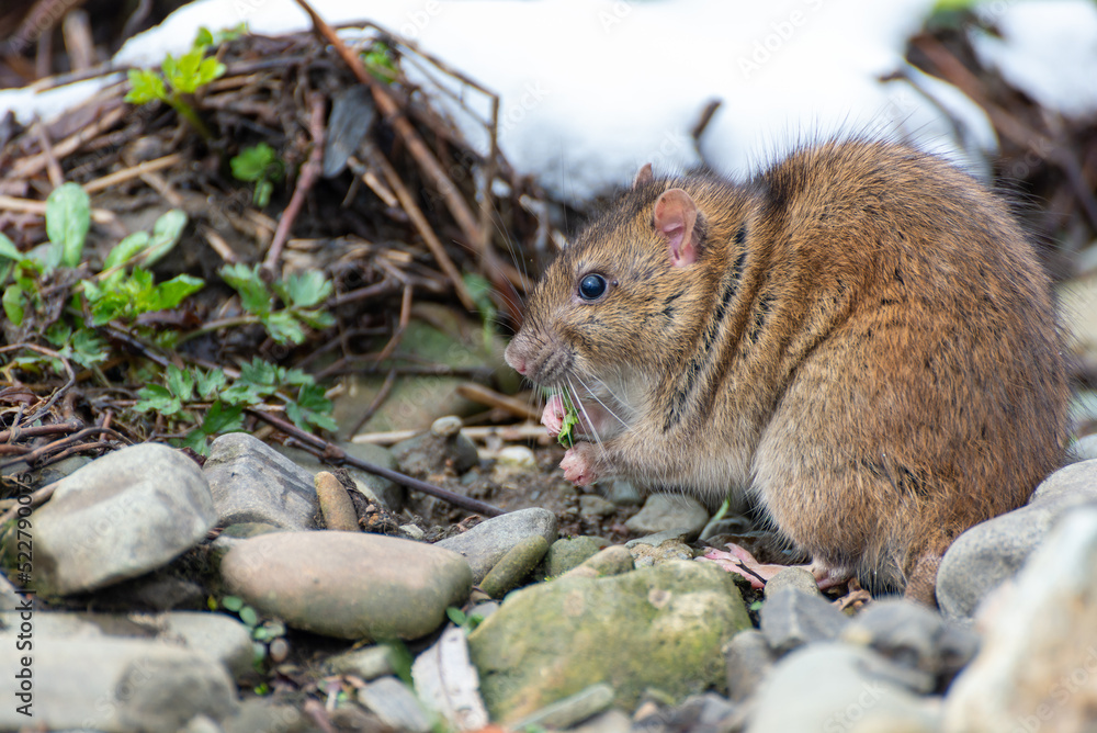Arvicola amphibius, karczownik ziemnowodny, polnik ziemnowodny, szczur ...