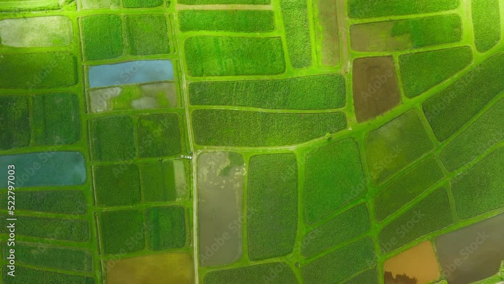 Scenic wetland agriculture field with cinematic moving shadow from ...