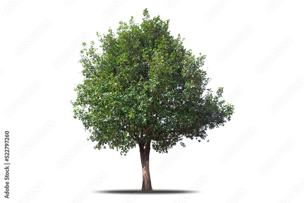 Tree png isolated transparent on white background, Tropical Big Green ...