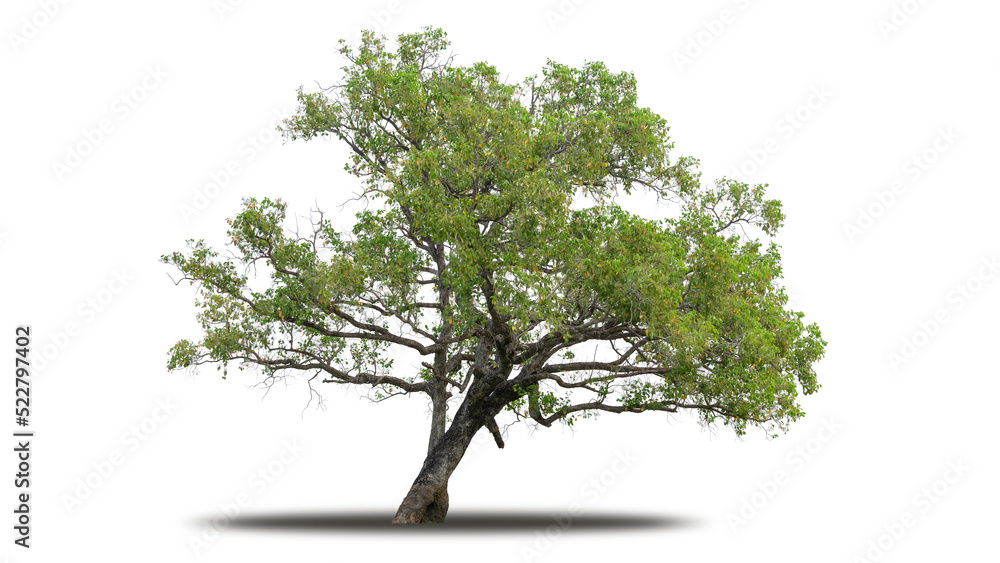 Tree png isolated transparent on white background, Tropical Big Green ...