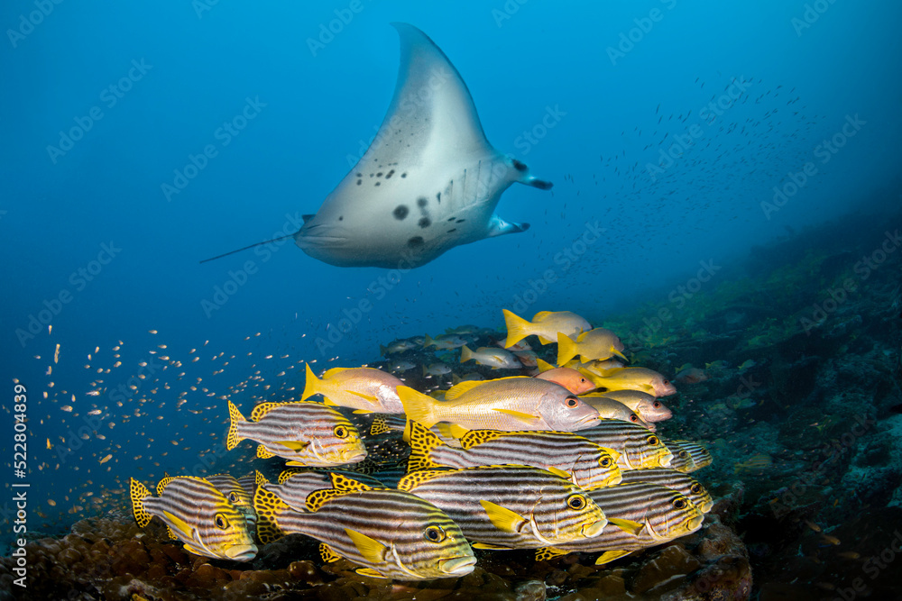 Manta ray and yellow snapper fish in the cruise trip to Maldives island ...