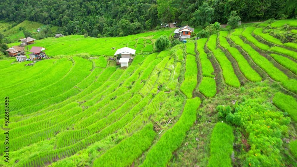 An aerial view over the beautiful rice terraces (Pa pong piang rice ...