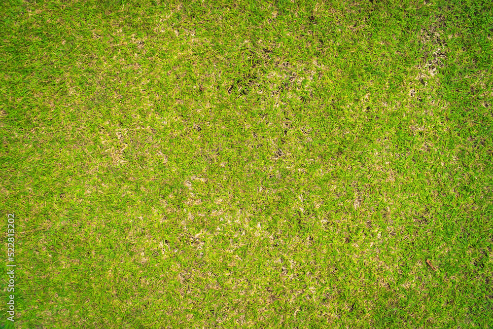 Grass Golf Courses green lawn pattern textured background. Green grass ...