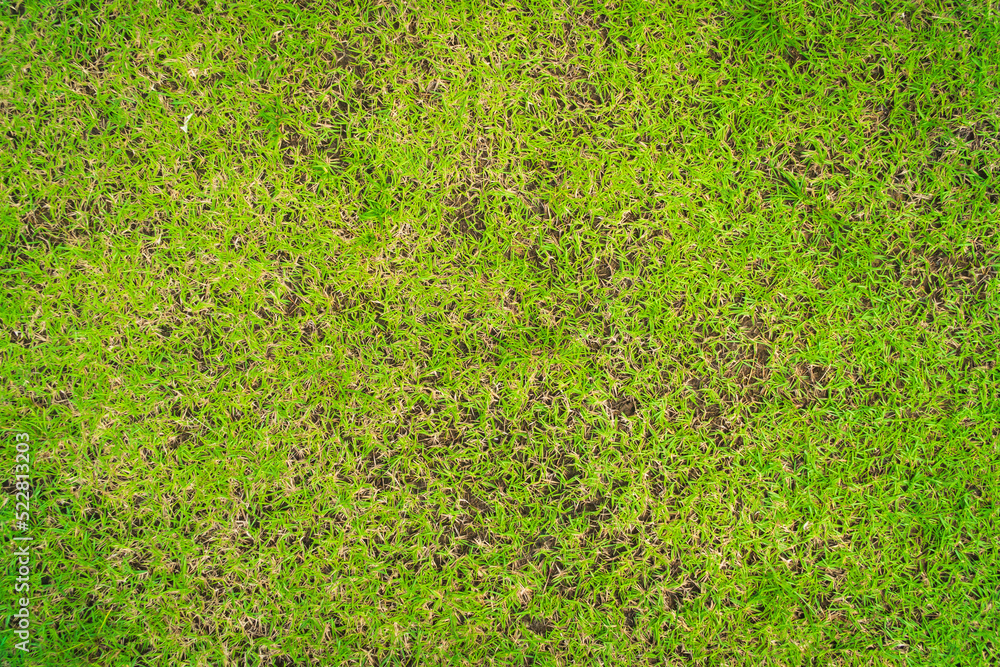 Dead grass of the nature background. A patch is caused by the ...