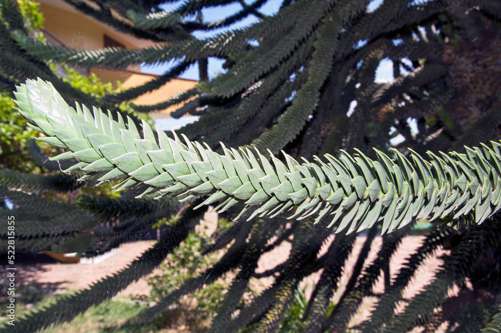 Branches of Araucaria araucana, monkey puzzle tree, or Chilean pine ...