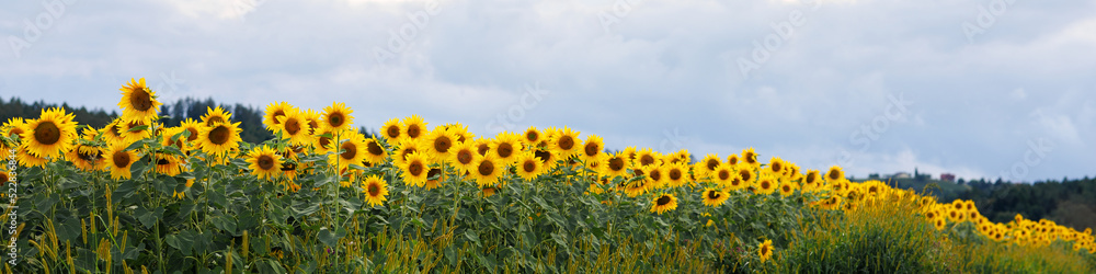 Universal Linkedin banner for different professions with sunflower foto ...