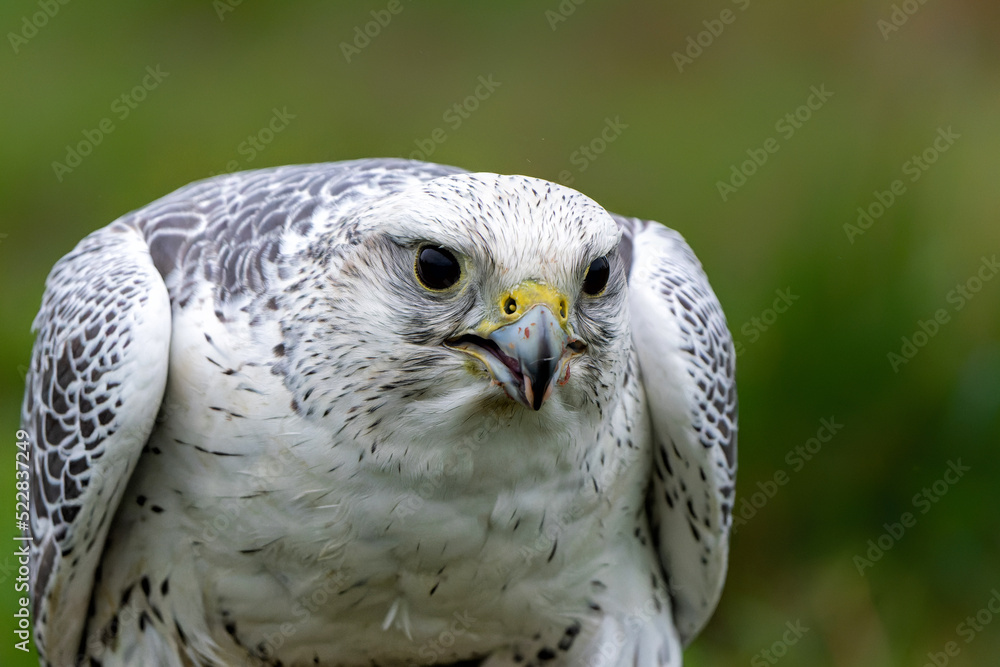 Gyrfalcon (Falco rusticolus), the largest of the falcon species ...