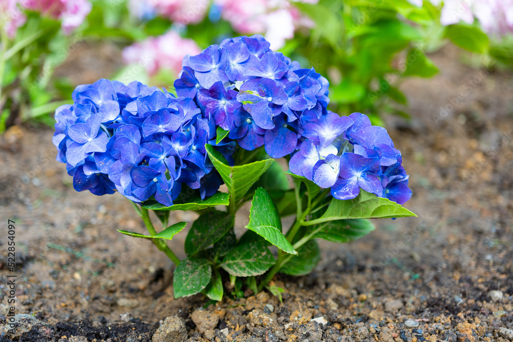 Light, dark, pale blue, purple Hydrangea macrophylla, bigleaf hydrangea ...