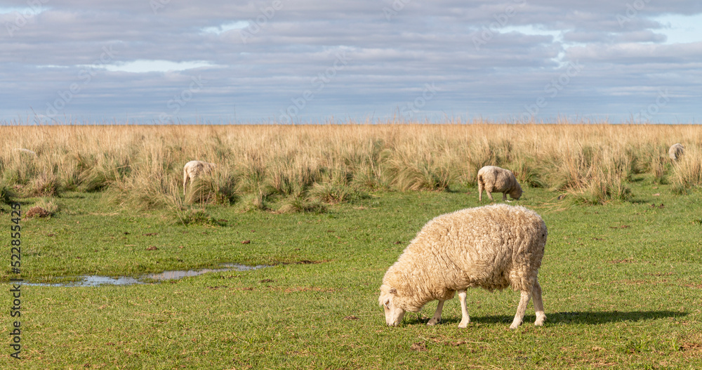 Oveja pastando en Argentina Stock Photo | Adobe Stock