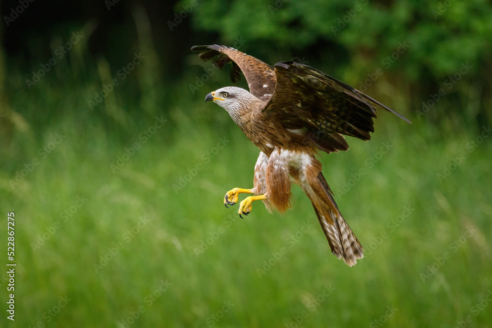 Kite in flight. Black kite, Milvus migrans, flying with widely spread ...