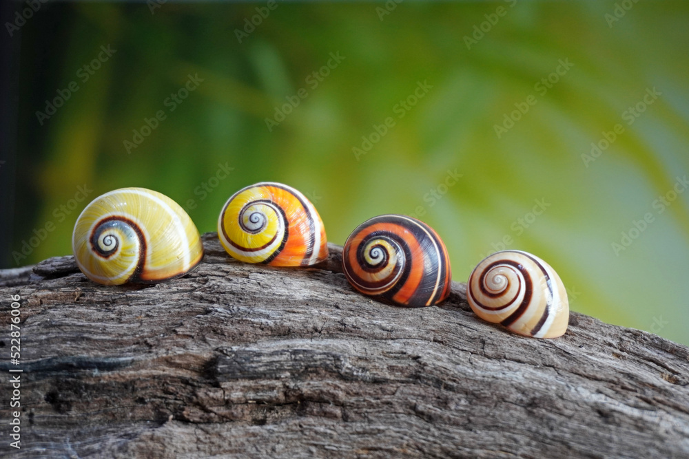 Cuban snail (Polymita picta) world most beautiful land snails from Cuba ...
