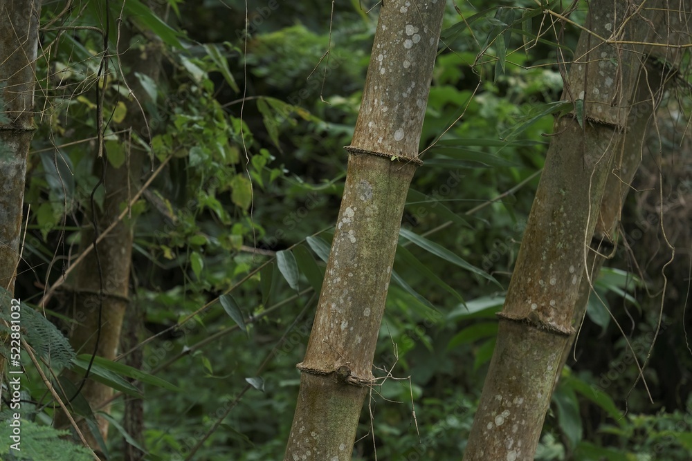 Giant bamboo is a common name for several large species of bamboo Stock ...