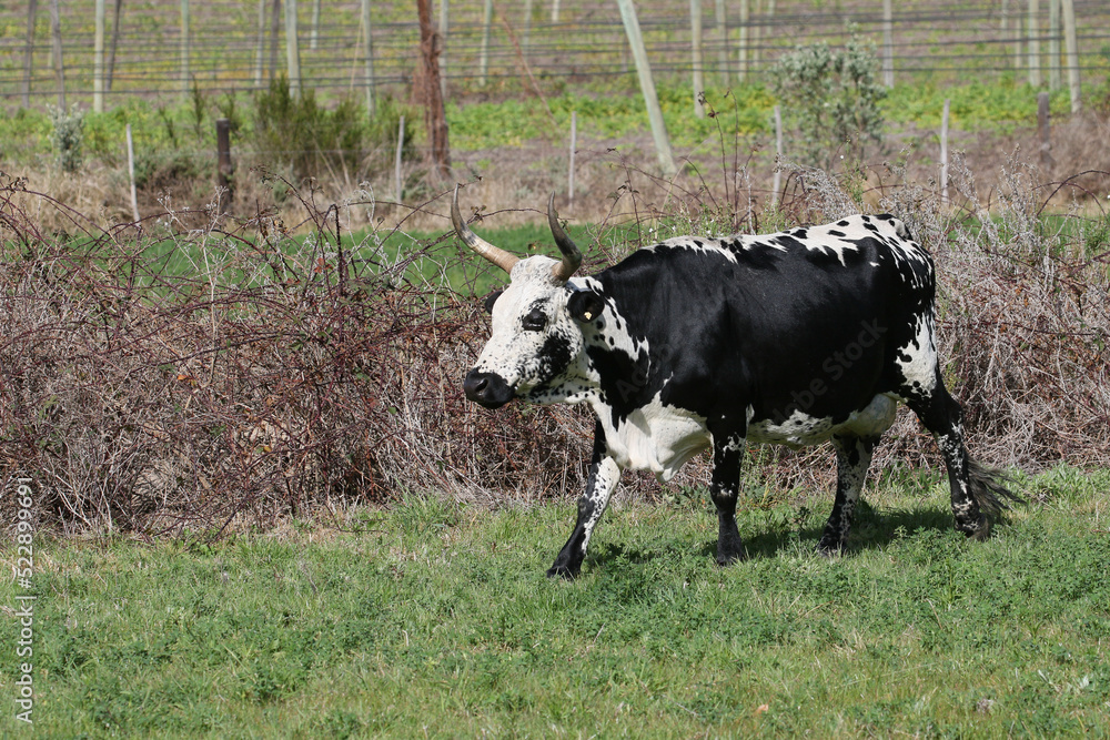 Nguni breed cow at pasture on farm near Waboomskraal South Africa ...