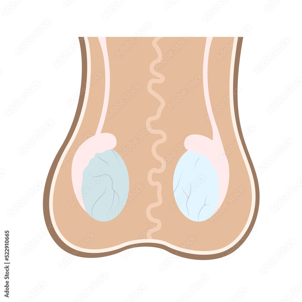 Medical Chart Of Human Testicles And Epididium In Scrotum Stock Vector