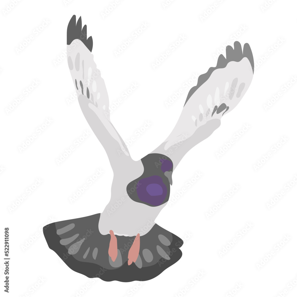 Flying gray dove isolated on white background. Grey bird in front view ...