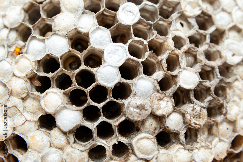 Closeup of comb with larvae of wasps known as Asian Giant Hornet or ...