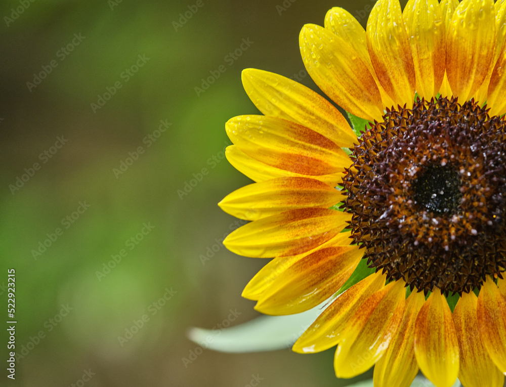 sunflower half in picture Stock Photo | Adobe Stock