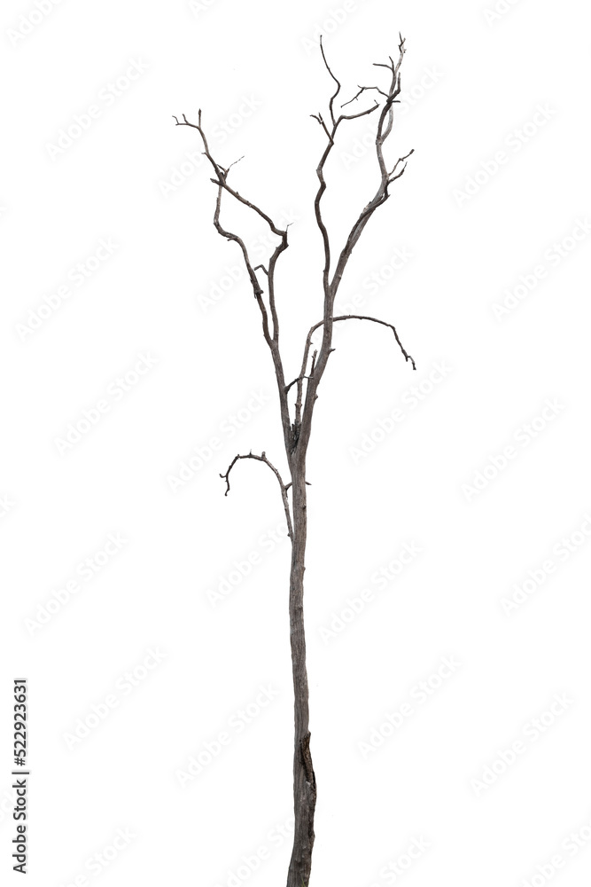 autumn dead tree isolated on transparent background,png Stock Photo ...