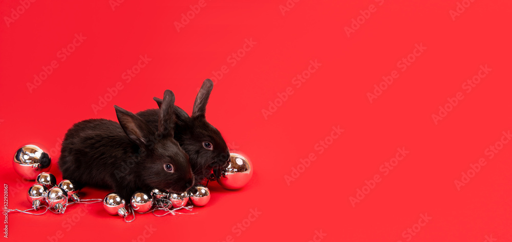 Two black rabbits sit among white Christmas toy balls isolated on red ...