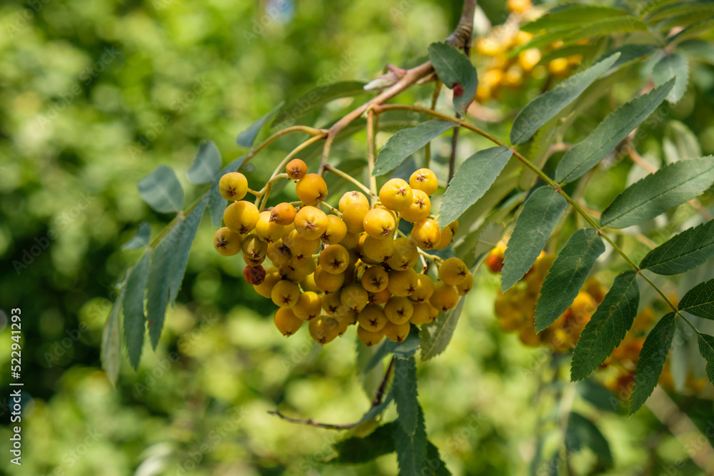 Vogelbeeren / Beeren an einer Eberesche (lat.: Sorbus aucuparia) Stock ...
