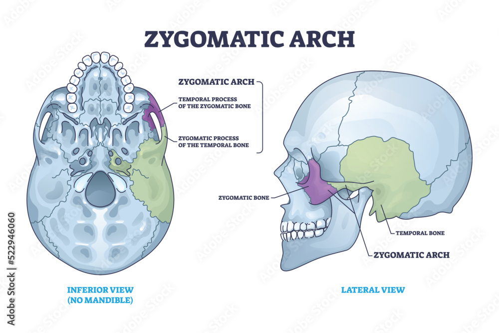 Zygomatic acrh with skull cheekbone skeletal parts anatomy outline ...