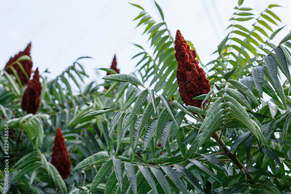 Foto de Deer-horned sumac, or Fluffy sumac, Acetic tree, short-haired ...