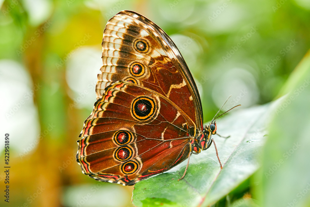 Mariposa, mariposas, variedad, naturaleza, belleza, lindo, beldad ...