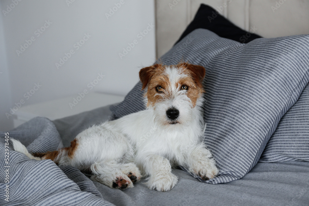 Jack Russell Terrier Broken Coat