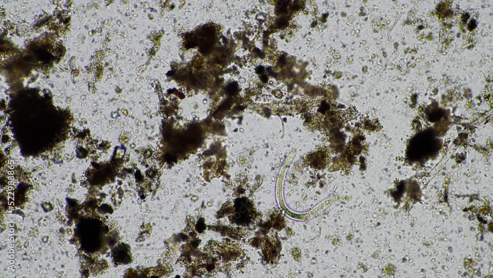 Soil bacteria feeding nematode in a soil sample off a farm in Australia ...