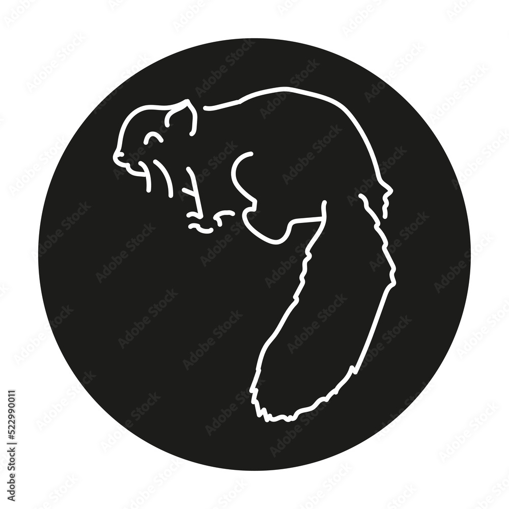 Australian flying squirrel color line illustration. Animals of ...