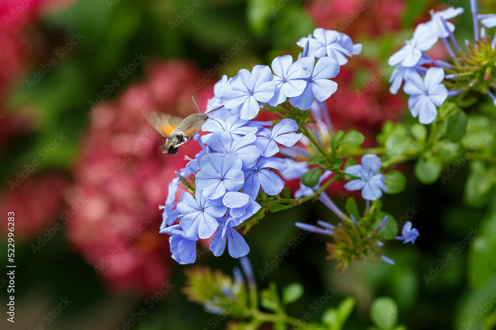 Foto de Hawk hawks( lat. Sphingidae ) are a family of butterflies. Cape ...
