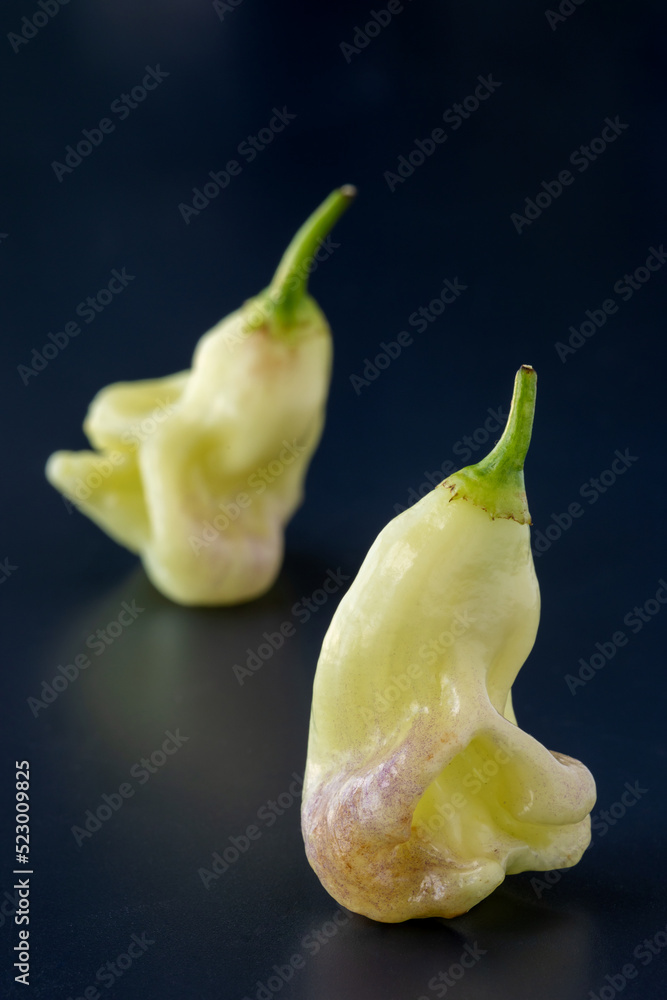 Aji white fantasy peppers cultivar on a table. Unique shape organic hot ...