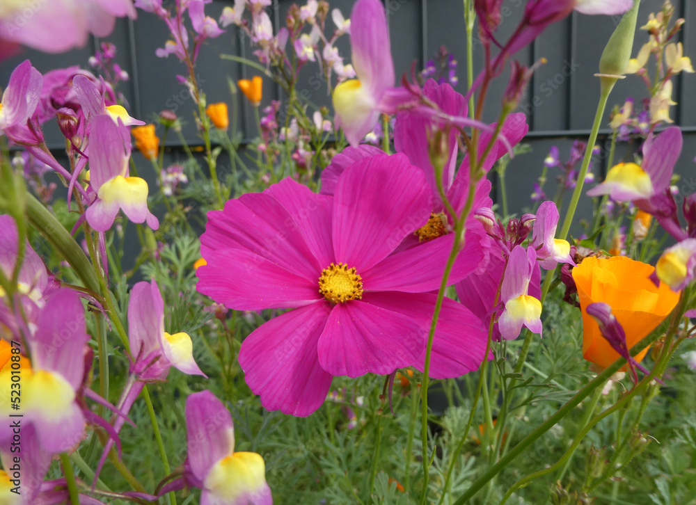 Mixed wildflowers in front of a grey fence. A seed mixture to attract ...