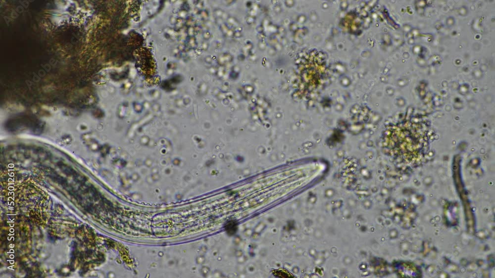 microorganisms and soil biology, with nematodes and fungi under the ...