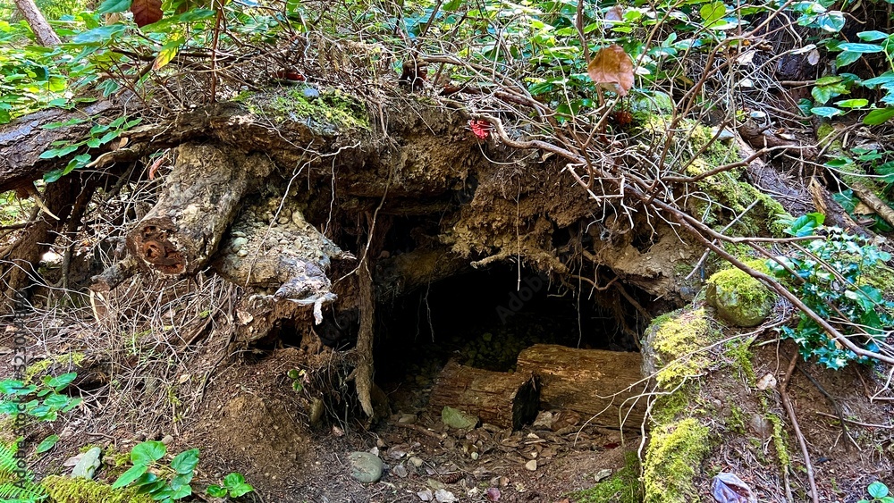 bears den under a tree in a large hole in which logs lie and tree roots ...