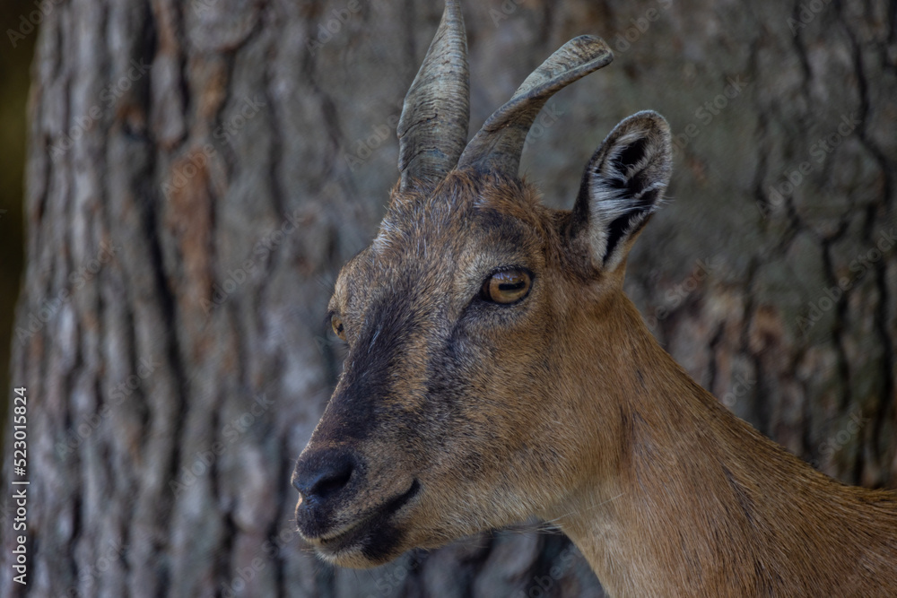 Goat Portrait Close Up With Tree Trunk Texture Background Native In ...