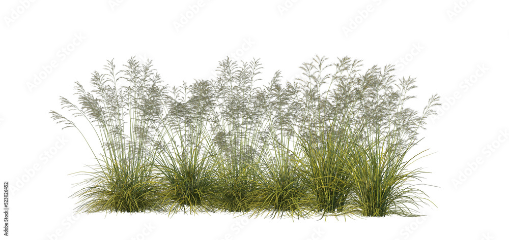 Shrubs and plants on a transparent background Stock Illustration ...