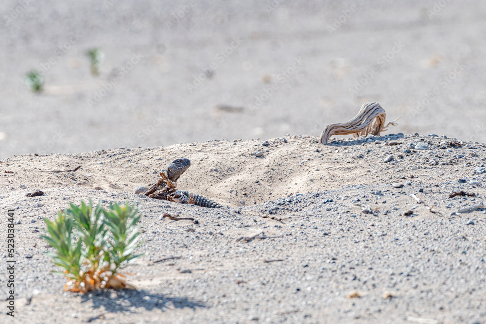 Dabb Lizard, also known as Uromastyx, basking near its desert burrow ...