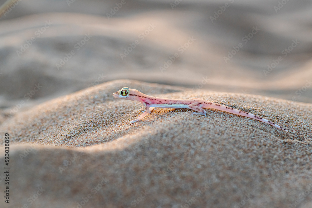 Arabian Short-Fingered Gecko or Arabian sand gecko, in the desert ...