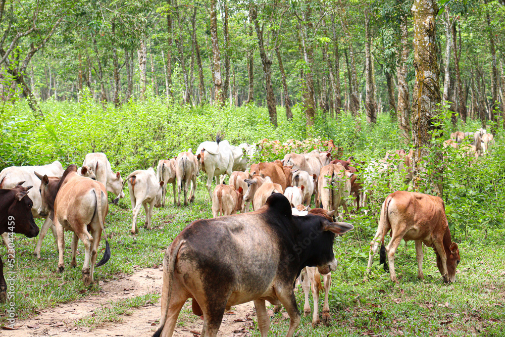 cow group on farm for eating grass Stock Photo | Adobe Stock
