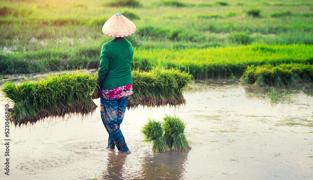 farmers walking in the field, back view: female farmer working in rice ...