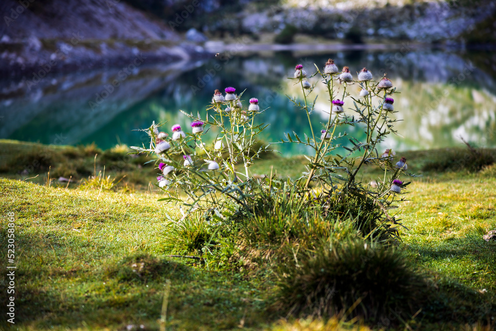 Cirsium Eriophorum - The Woolly Thistle Wildflower is a Biennial Plant ...