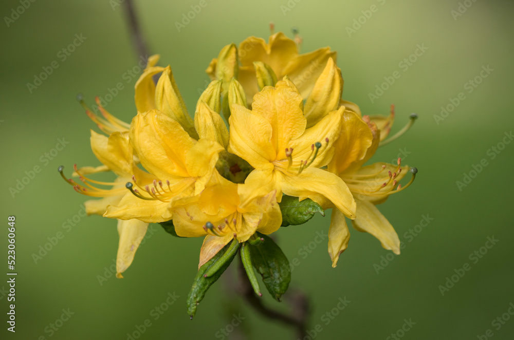 Rhododendron luteum: yellow azalea or honeysuckle azalea, is a species ...