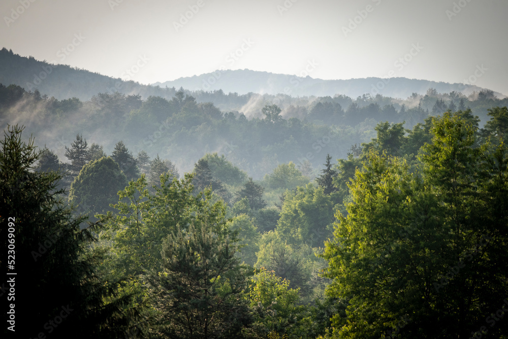 Mist rising above dense pine forest of Rakovica in the mountain region of Lika, Croatia at ...